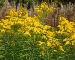 Solidago Goldkind (Koren)