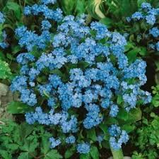 Myosotis-potočnica (spomenak)