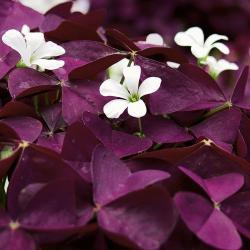 Ukrasna detelina - Oxalis triangularisdetelina