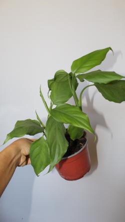 Aglaonema Modestum veća biljka