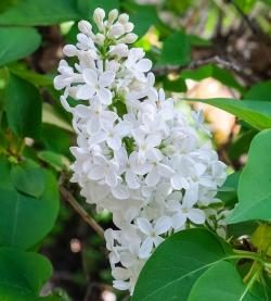 Jorgovan beli – Syringa vulgaris