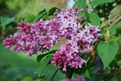 Jorgovan rozi – Syringa vulgaris