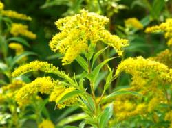 Zlatnica Solidago virga-aurea - koren