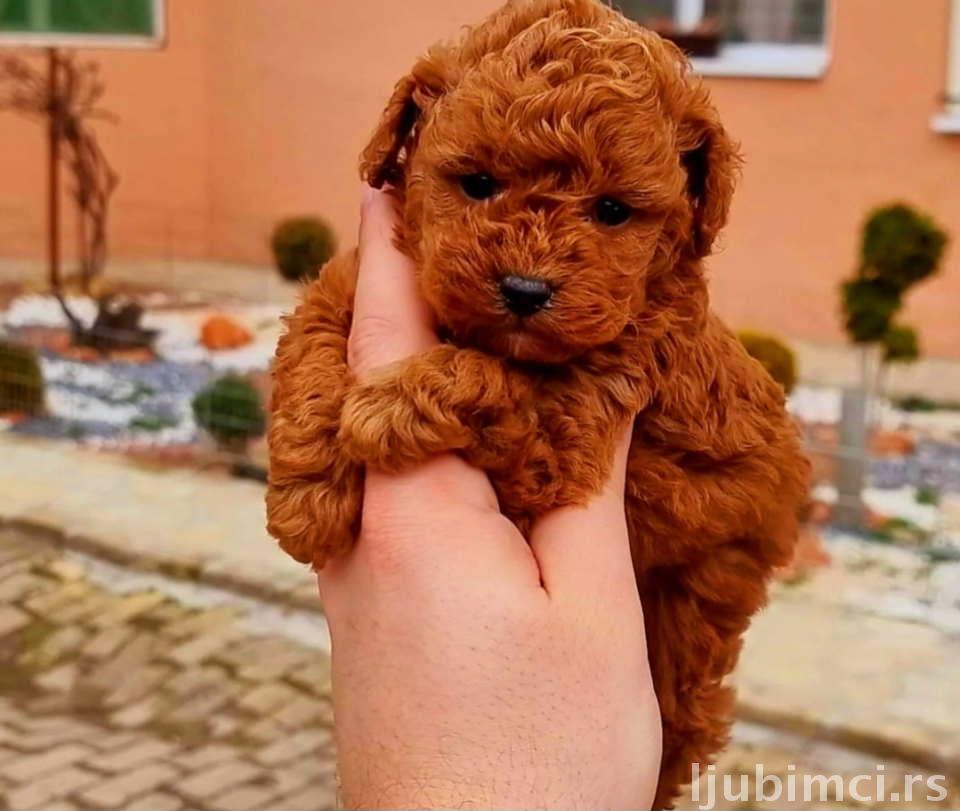 Bebe teddy bear toy pudle