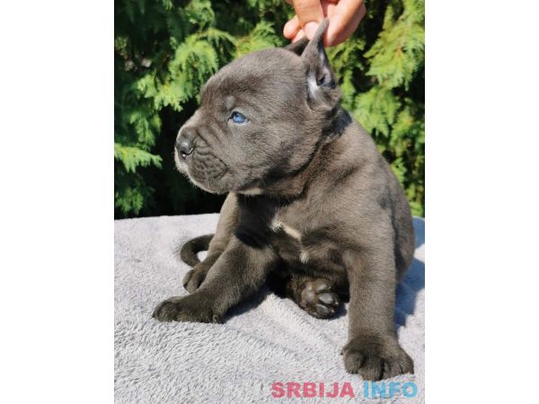 CANE CORSO štenci