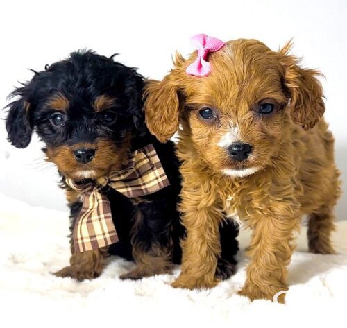 Cavapoo-kavapu (Cavalier + toy pudla)