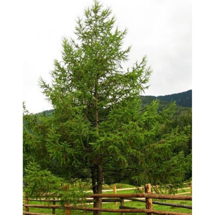 Larix Kaempferi - Ariš