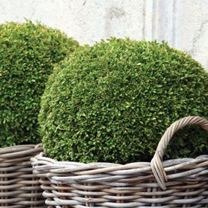 Buxus Macrophylla Faulkner - Kuglasti Šimšir 40-50 cm u prečniku