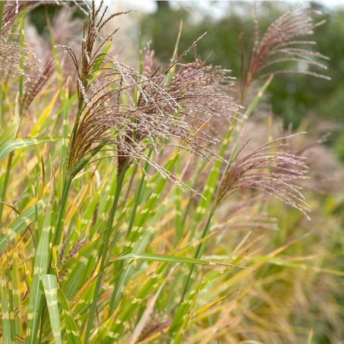 Miscanthus Sinensis Strictus - Kineska Šaš