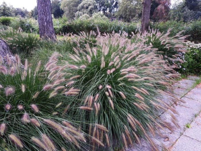 Pennesetum Alupecuroides Hameln - Ukrasna Trava