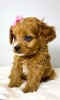 Cavapoo-kavapu (Cavalier + toy pudla)