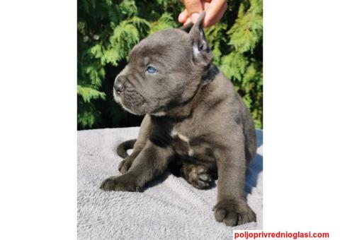 CANE CORSO štenci