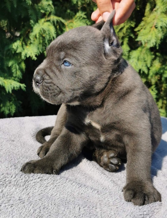 CANE CORSO štenci