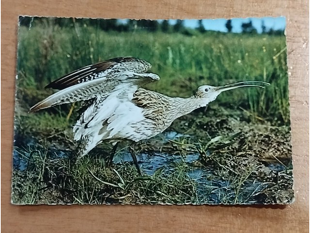 Lovište Perlez - Vojvodina - Ptica - Putovala 1966.g -