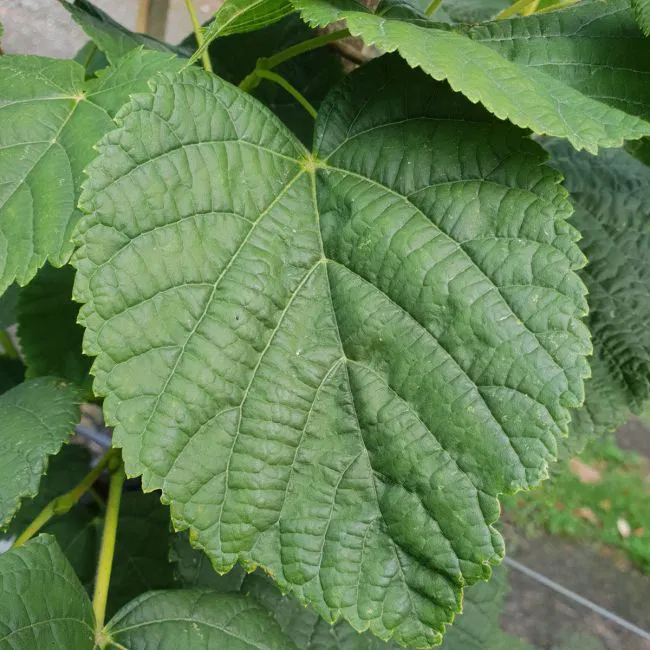 Tilia platyphyllos • C2 L • 100 cm