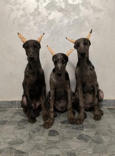 Doberman