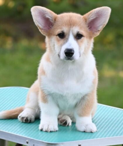 Velski korgi/Welsh Corgi Pembroke