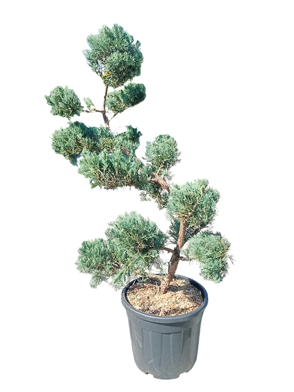 Kleka bonsai ‘Grey Owl’