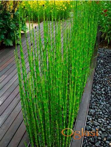 Ukrasni rastavic (Equisetum japonicum) sadnice