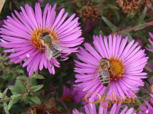 Aster (medonosno)