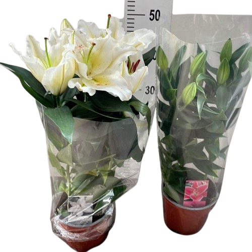 LILIUM ORIENTAL 50CM