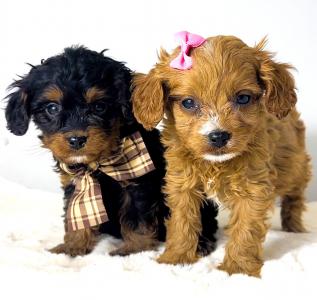 CAVAPOO-KAVAPU (CAVALIER + TOY PUDLA)