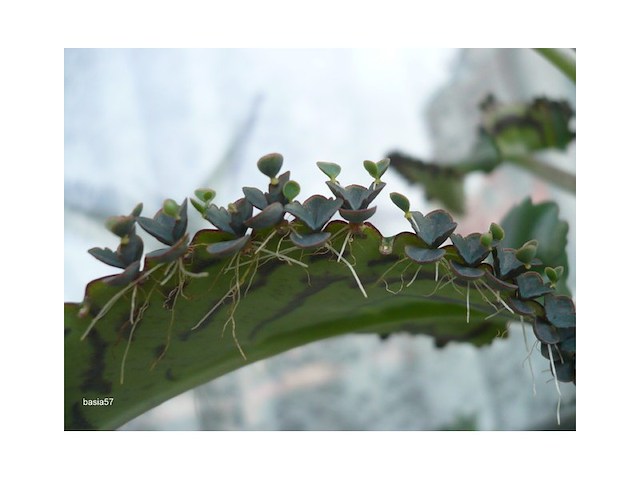 KALANCHOE DAIGREMONTIANA - VELIKA BILJKA