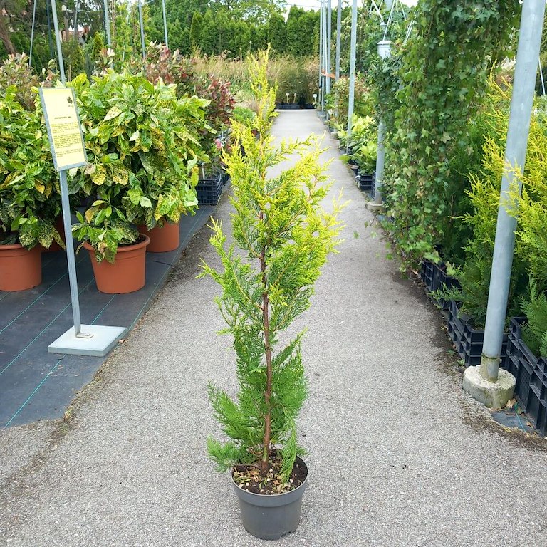 CUPRESSOCYPARIS leylandii ‘Excalibur Gold’ 120 – 140 cm