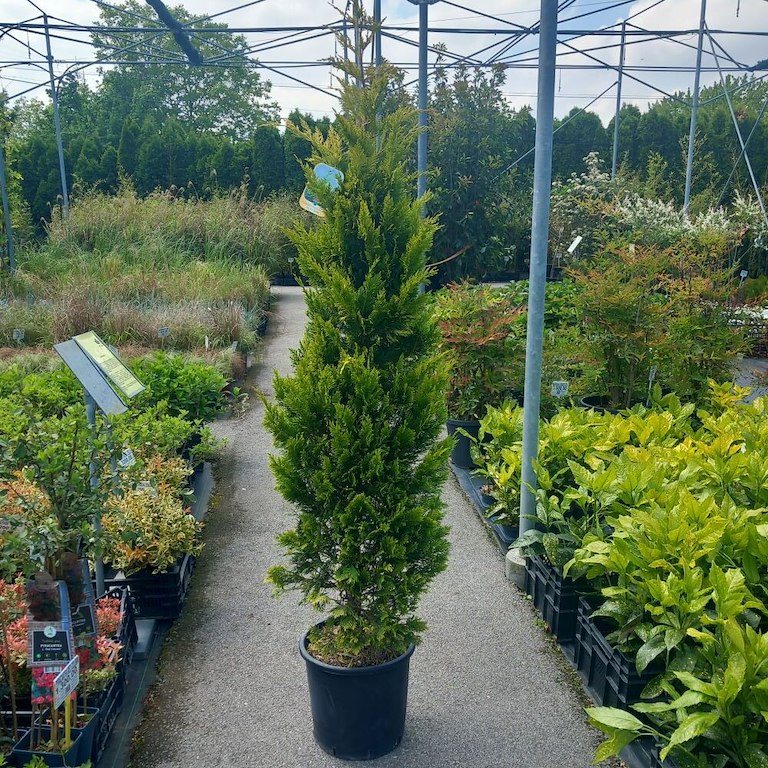 Cupressocyparis leylandii Gold Rider 210-220 cm