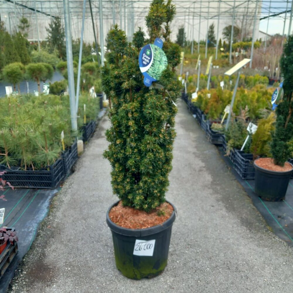 Taxus baccata Fastigiata Aurea 80/100 cm