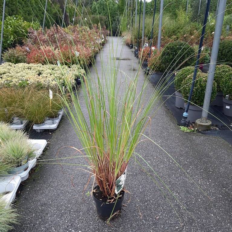 Cortaderia selloana ‘Pumila’ 100-110 cm