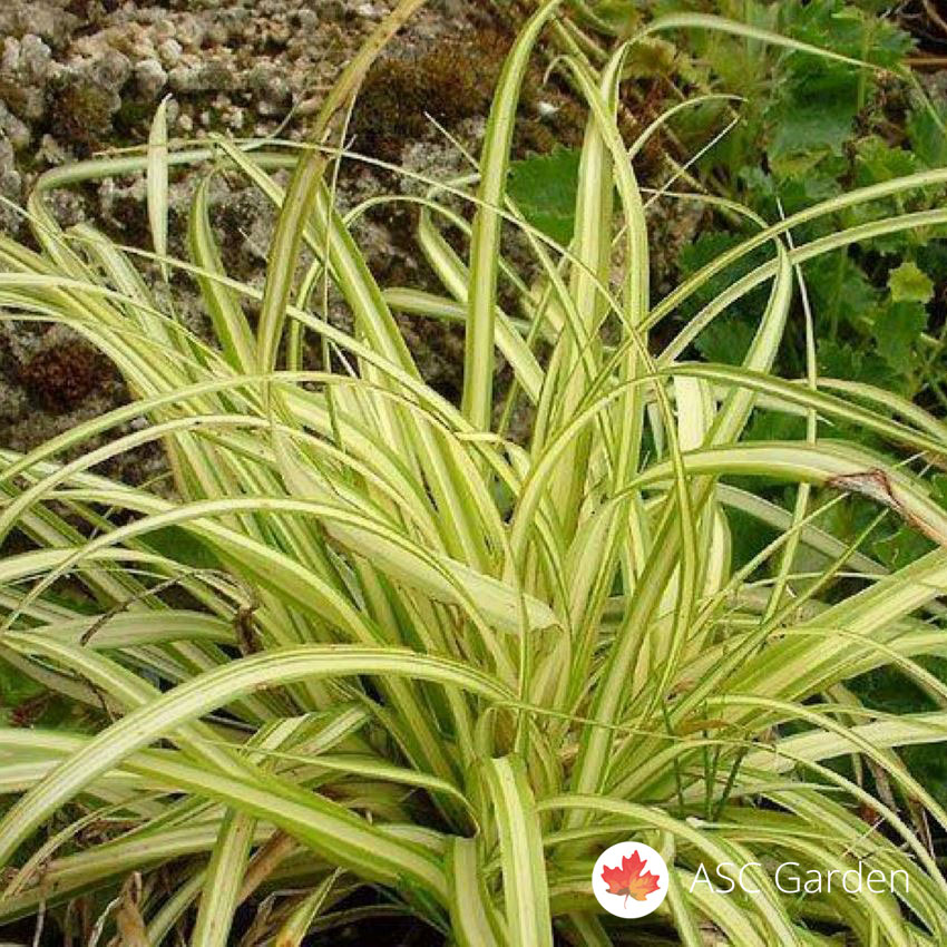 Carex ‘Frosted Curls’ 20-25 cm