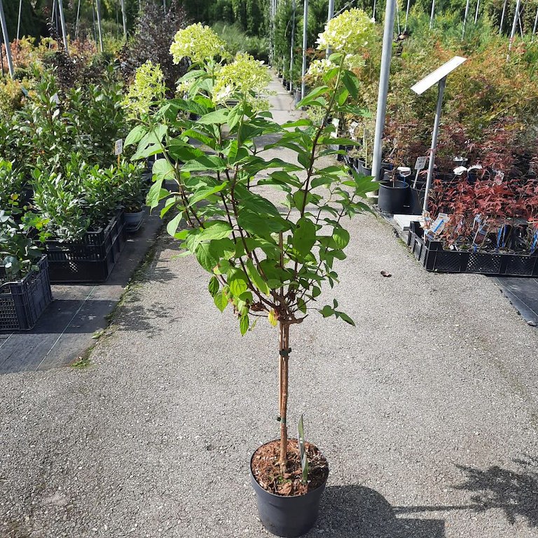 Hydrangea paniculata 70 cm