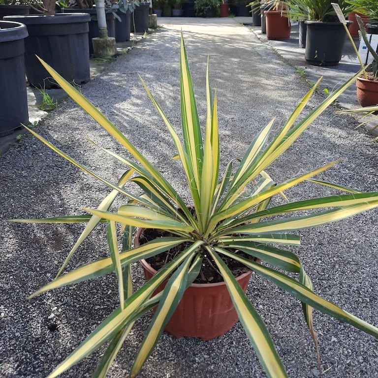 Šarenolisna juka – Yucca filamentosa color guard 30 cm