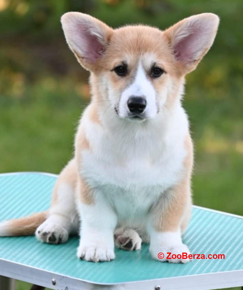 Velški korgi/Welsh Corgi Pembroke