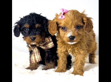 Cavapoo-kavapu (Cavalier + toy pudla)