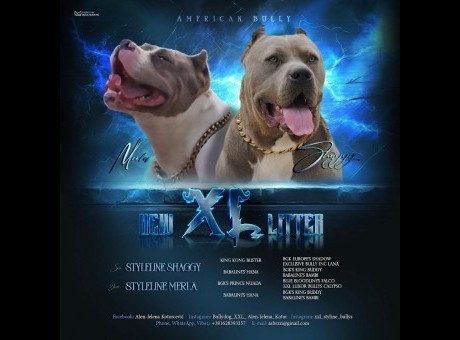 American bully xl