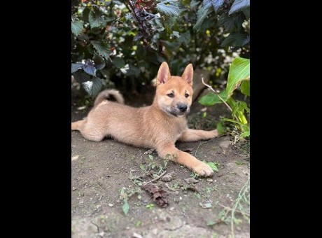 Štenci Shiba inu