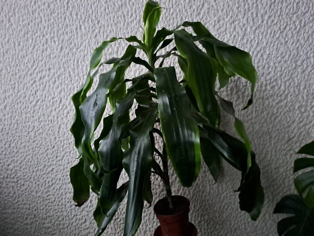 Dracena Dorado, Drvo Zivota, velika biljka, jednostavna za odrzavanje