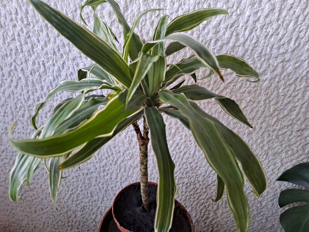 Dracena White Bird, Drvo Zivota, stablo ima dve grane, kvalitetna