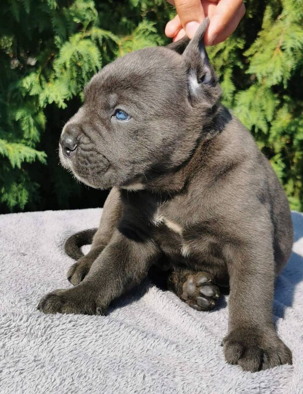 CANE CORSO štenci Ako tražite vernog člana porodice, obratite se