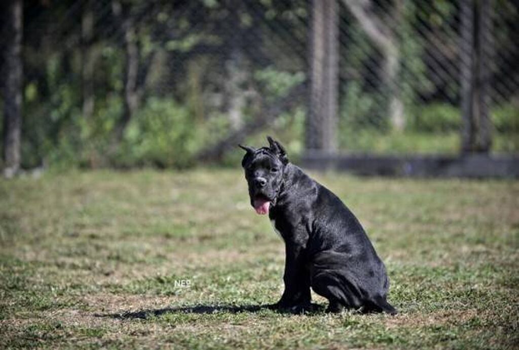 Cane Corso štenci U potrazi ste za zdravim i kvalitetnim štenetom