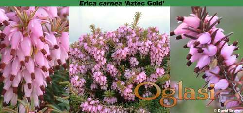 ERIKA (Erica carnea, Crnjuša ) Sadnice