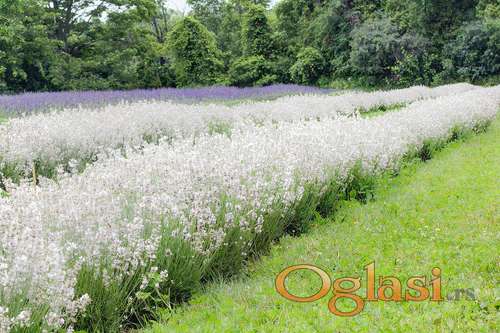 Bela lavanda