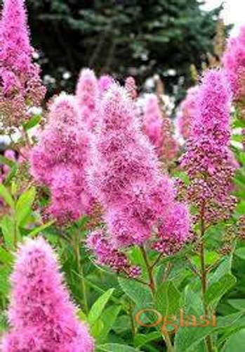 Spirea Bilardi sadnice