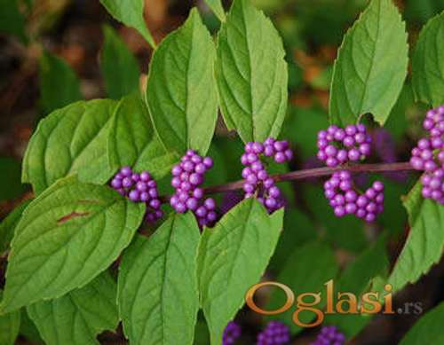 Kalikarpa (Callicarpa bodinieri) sadnice