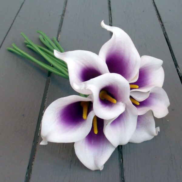 Kala-Calla Purple White