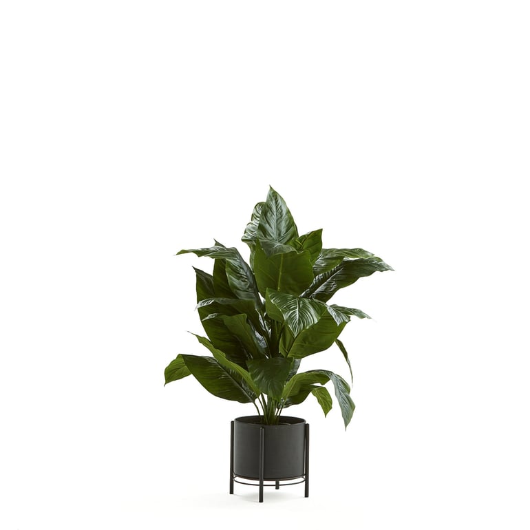 Večtačka biljka Mesečev cvet (Spathiphyllum)