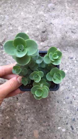 Sedum Lime Zinger / Zimootporan