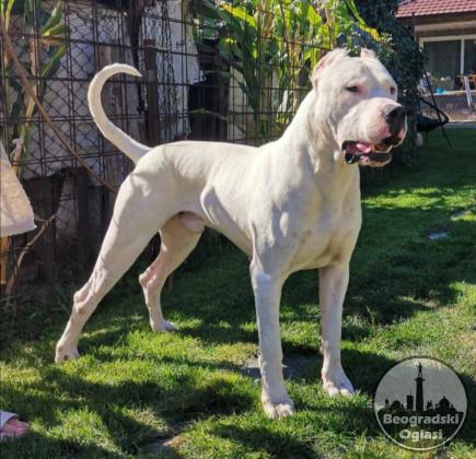 Dogo argentino štenci